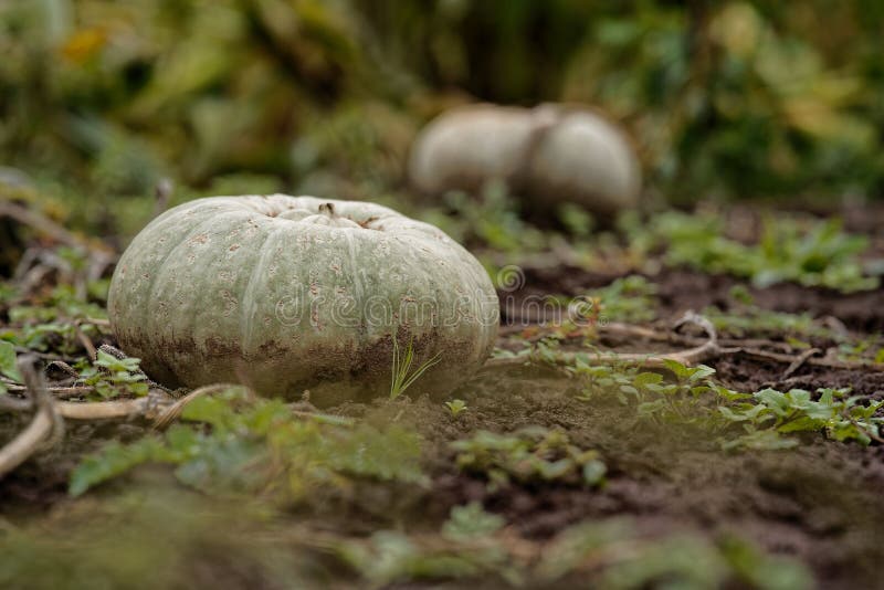 Closeup of a Kabocha Squash Growing on the Garden Stock Photo - Image ...