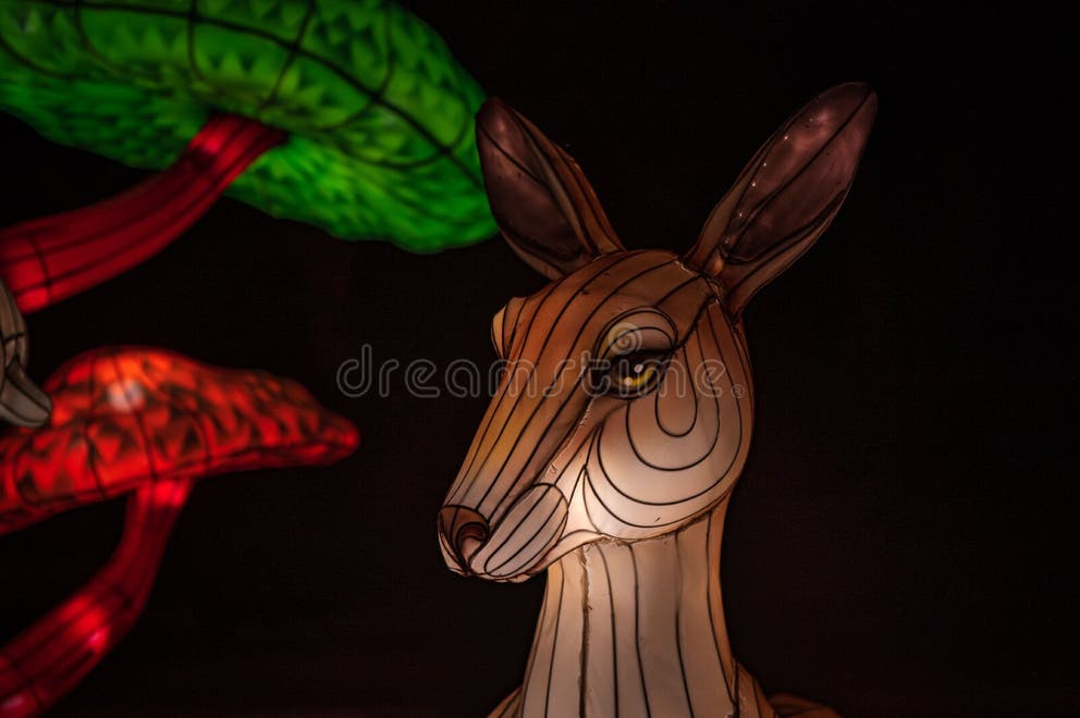 Closeup of a Kangaroo Illuminated at Night in a Park Stock Image ...