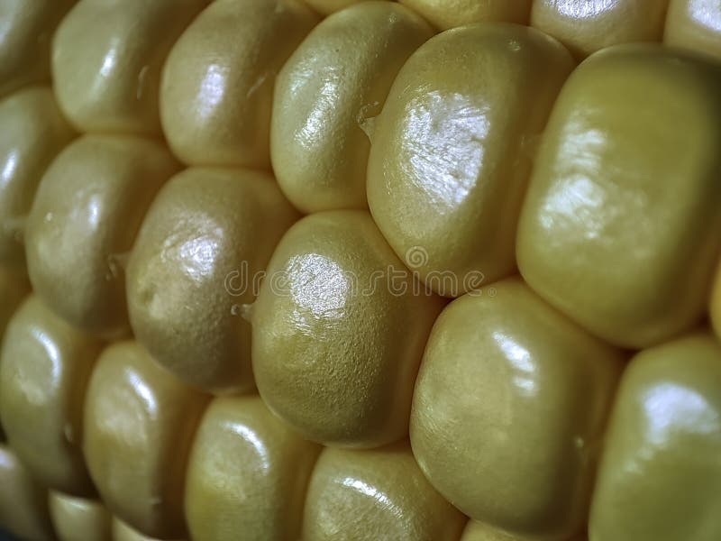 Closeup of Kernels on an Ear of Corn Stock Photo - Image of harvest ...