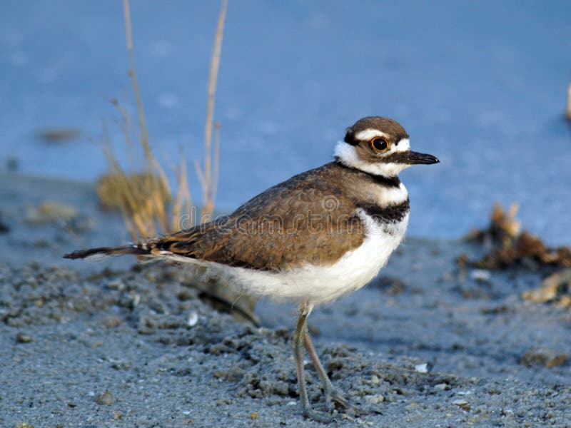 Closeup of Kildeer by Lake stock image. Image of lake - 46876397