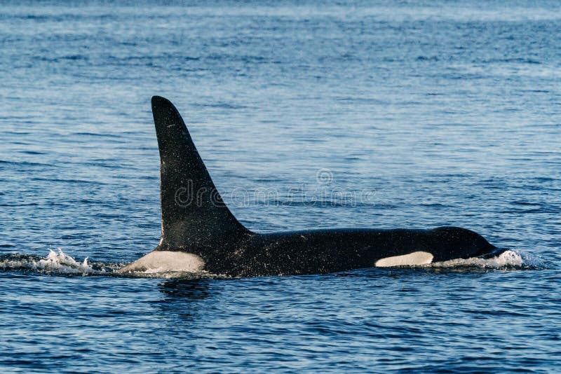 Closeup of a Killer Whale in the Blue Sea Stock Image - Image of fauna ...