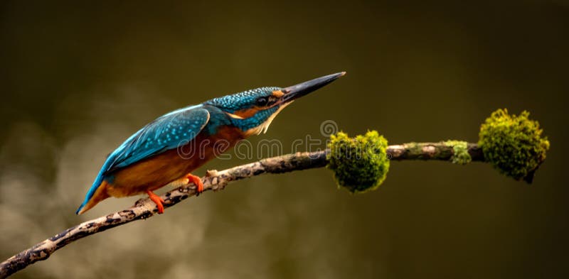 Closeup of a King Fisher Bird Perched on a Branch Stock Image - Image ...