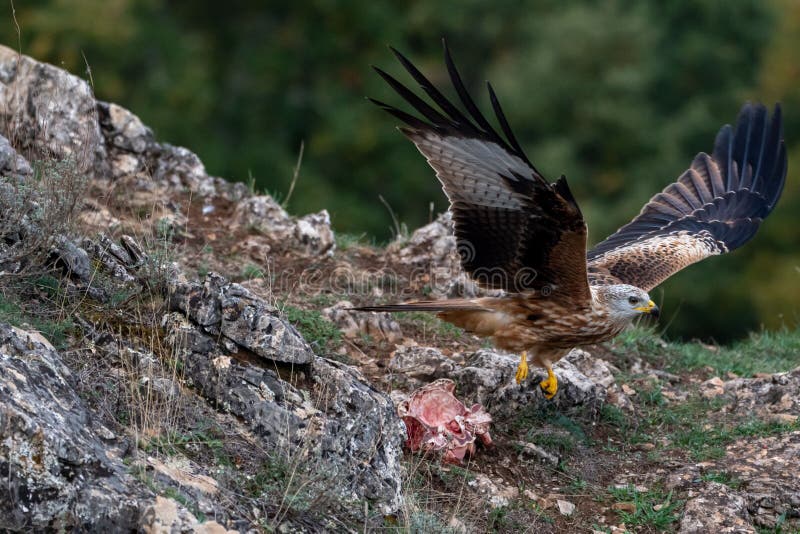 Closeup of a Kite Hawk Flying Low Close To the Ground Stock Image ...