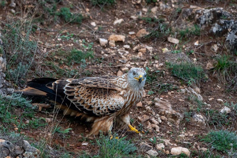 Closeup of a Kite Hawk on the Ground Stock Image - Image of ground ...