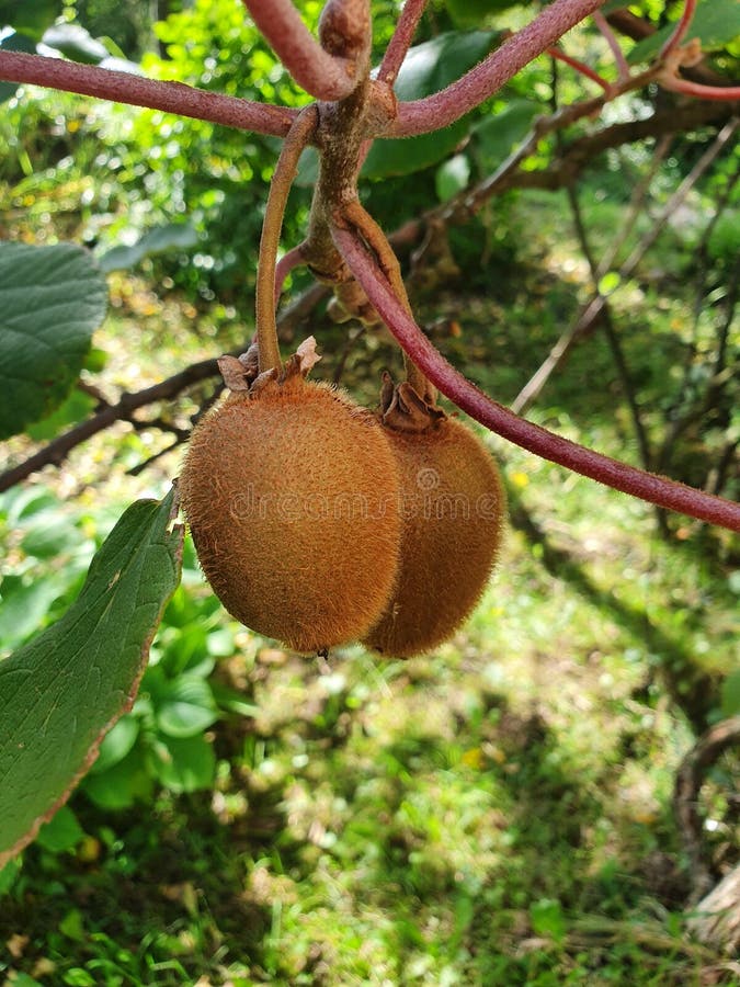 Closeup of a Kiwi Fruit Growing on the Tree. Stock Photo - Image of ...