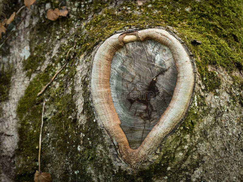 Old tree with knothole stock image. Image of lumber, landscape - 10053281
