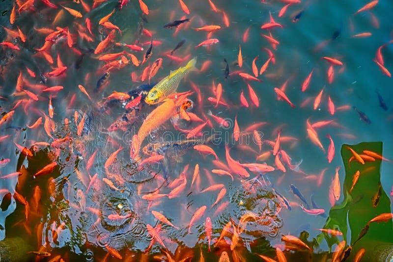 Closeup of Koi Fish Swimming in Water Stock Photo - Image of swim ...