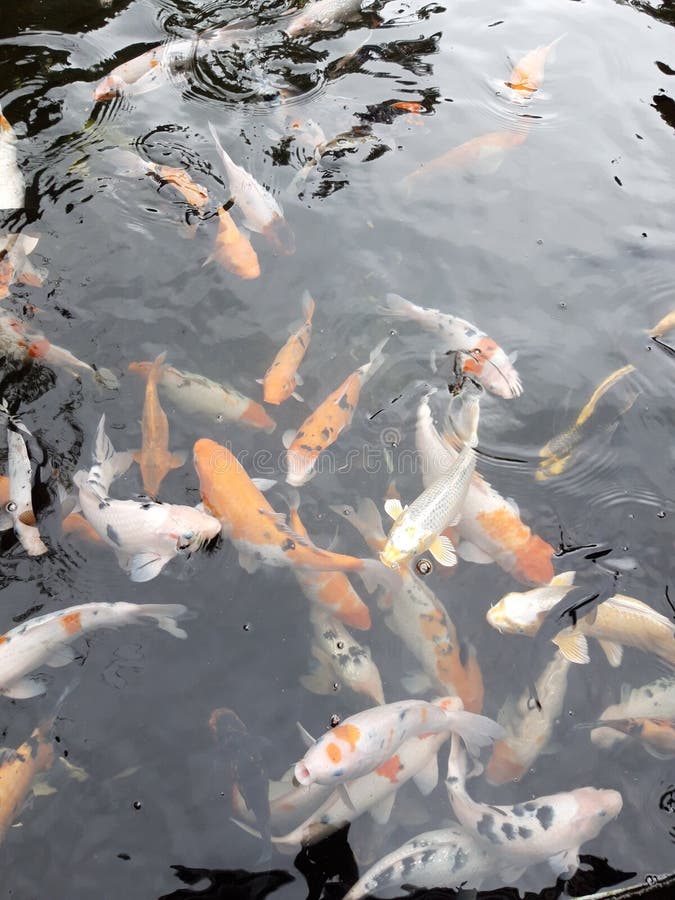 Closeup Koi Fish Symbolism of Luck in Pond Stock Photo - Image of ...