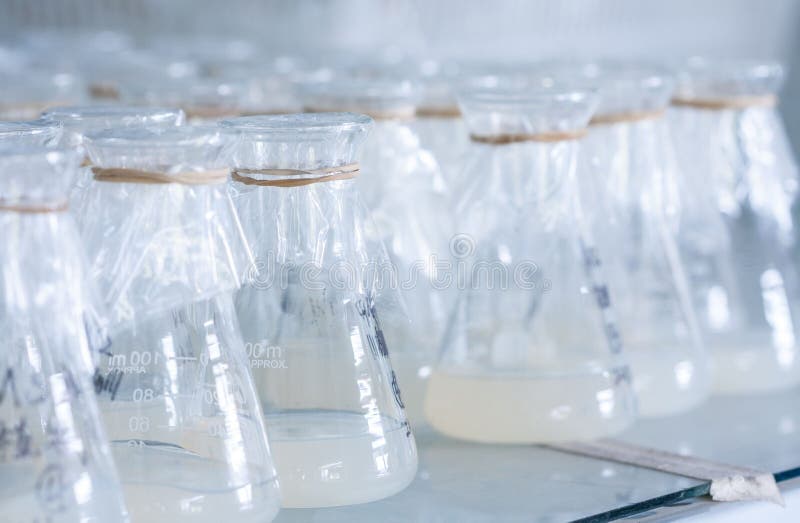 Closeup of Laboratory Conical Flasks Covered with Plastic Wrap. Stock ... Closeup of Laboratory Conical Flasks Covered with Plastic Wrap. Stock ...