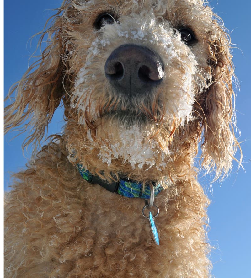 Closeup of Labradoodle Puppy Stock Image - Image of labradoodle, face ...