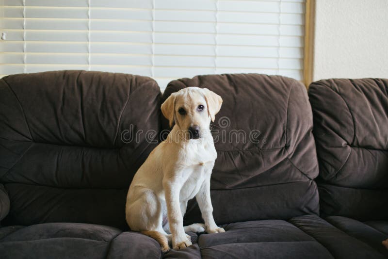 Closeup of a Labrador Retriever Dog Sitting on a Couch Stock Image ...