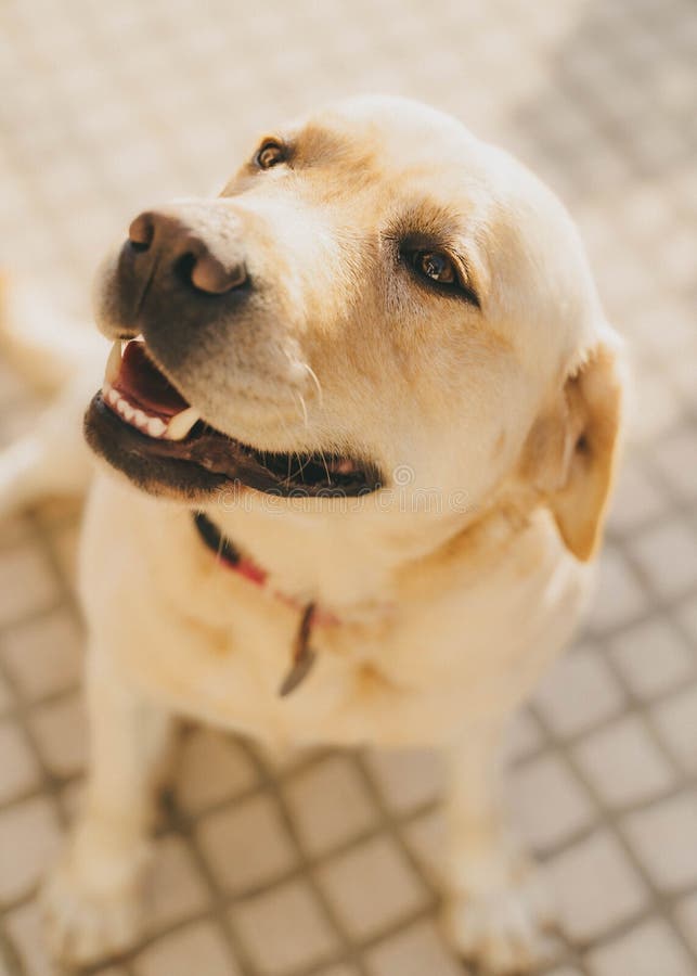 Closeup of a Labrador Retriever Face Stock Photo - Image of cute, furry ...