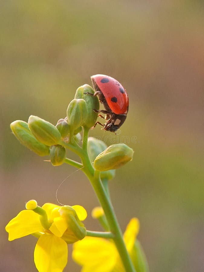 Closeup of a Ladybird Isolated on a Yellow Flower with Buds Stock Photo ...