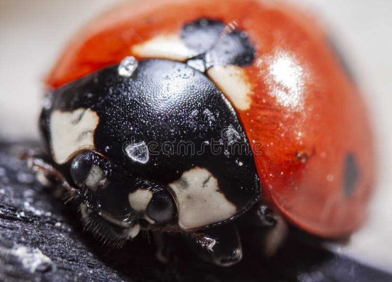 Closeup of a ladybug stock image. Image of dots, white - 143420287