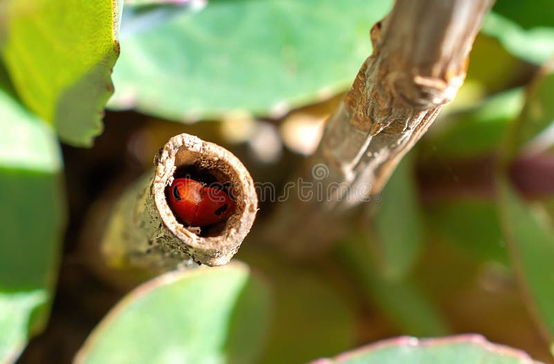 Closeup of a Ladybug Hiding in a Tree Branch Captured in Selective ...