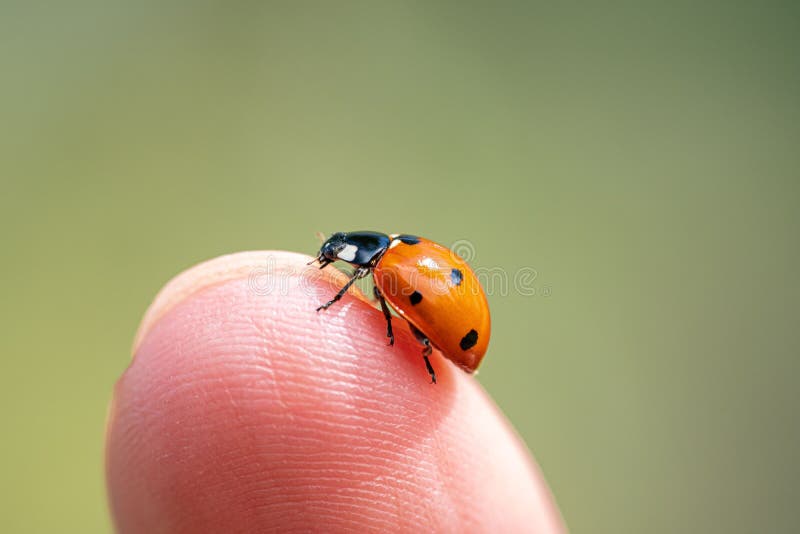 Closeup of Ladybug on Human Finger Stock Photo - Image of isolated ...