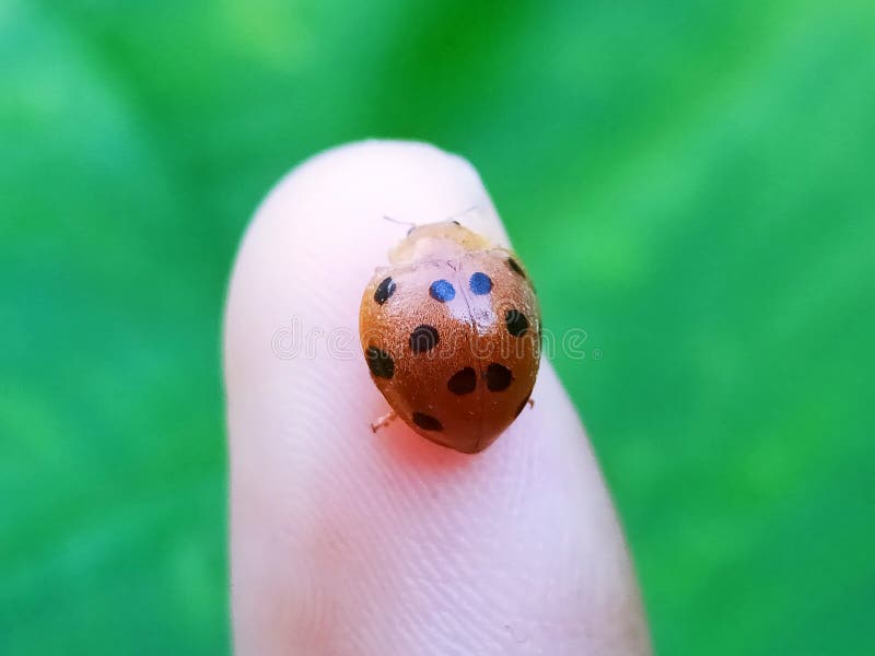 Ladybug on finger stock image. Image of grass, dots, close - 52743569