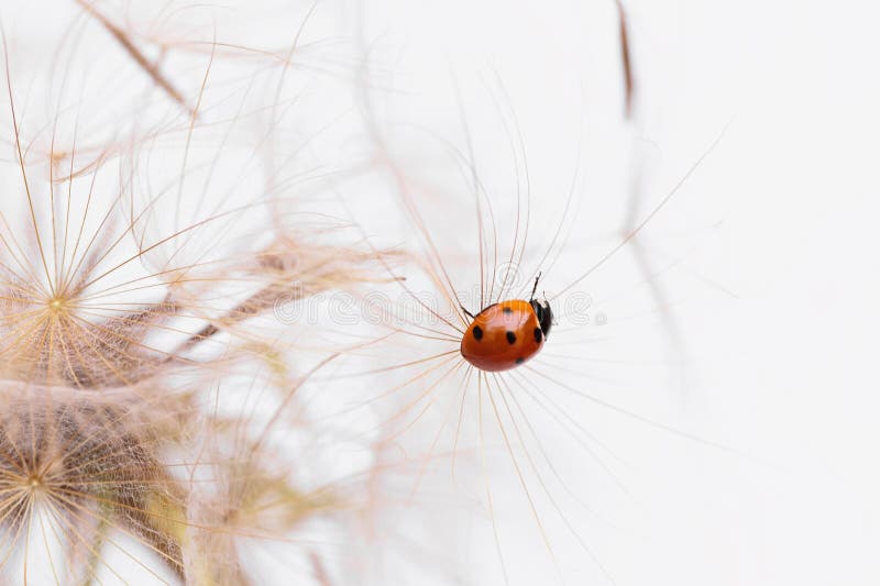 Ladybug on Fluffy Dandelion on White Background Stock Photo - Image of ...