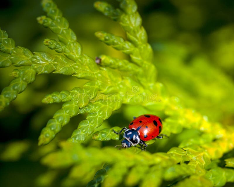 Closeup of a Ladybug in a Tree Stock Photo - Image of closeup, ladybug ...