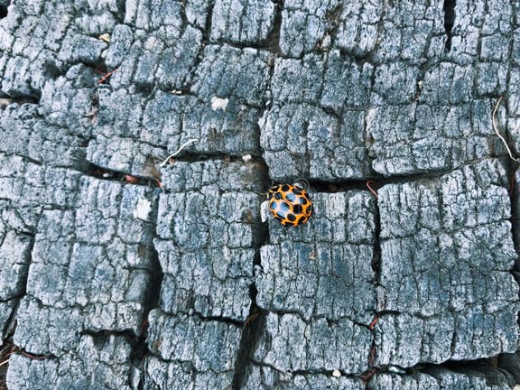 Closeup of a Ladybug on a Tree Bark in a Daylight Stock Photo - Image ...