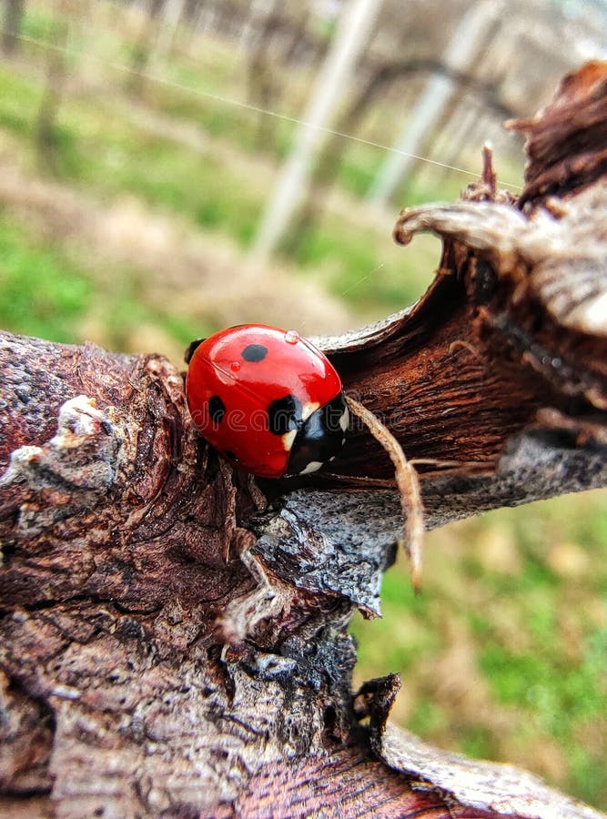 Closeup of a Ladybug on a Vine Plant Stock Image - Image of black ...