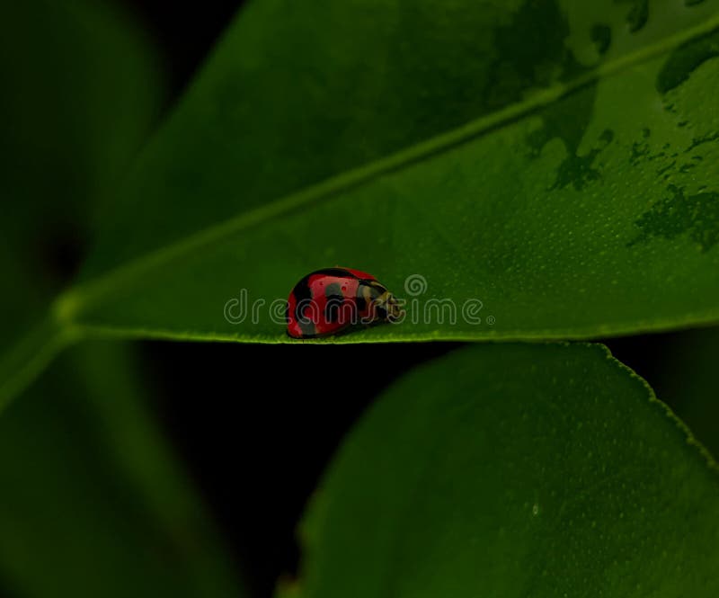 Closeup Ladybugs on a Black Background and Green Leaf. Stock Image ...