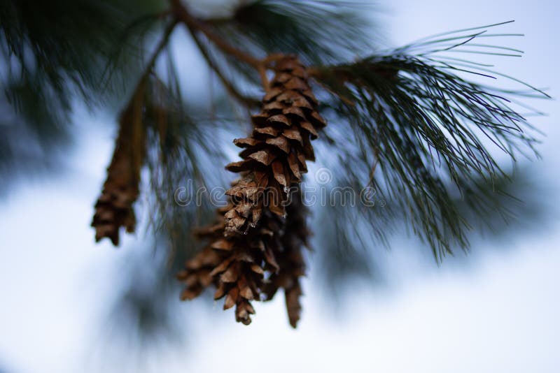 Closeup Landscape Shot of a Brown Pine in the Branch of a Pine Tree ...