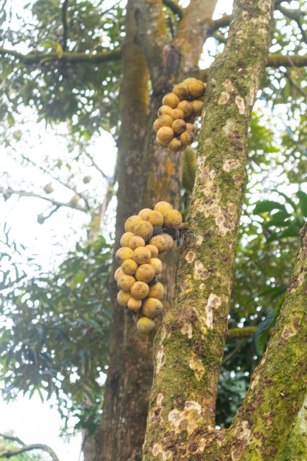 Lansium Parasiticum or Longkong Tree at Thailand Stock Image - Image of ...