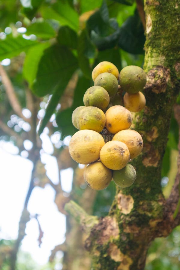 Lansium Parasiticum or Longkong Tree at Thailand Stock Photo - Image of ...