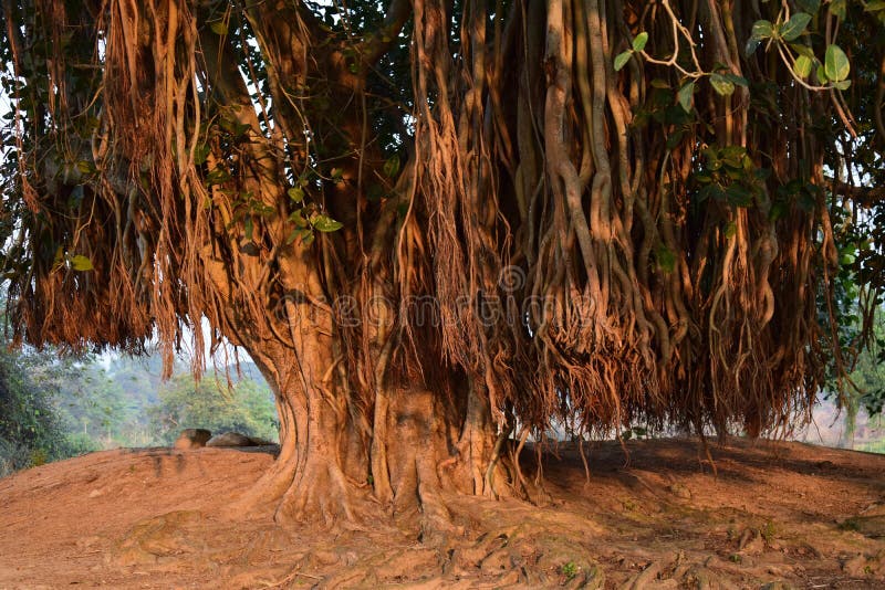 Closeup of a Banyan Trees stock image. Image of trees - 71620523