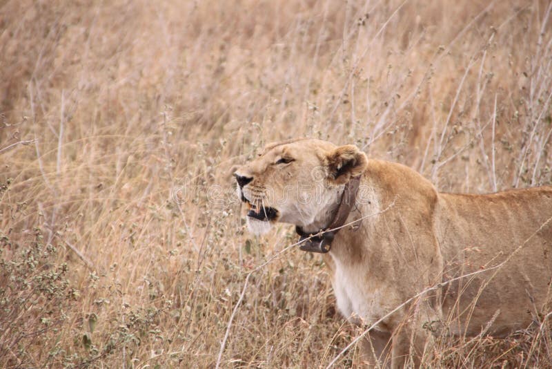 Closeup of a Large Barbary Lioness in the Yellow Field Stock Photo ...