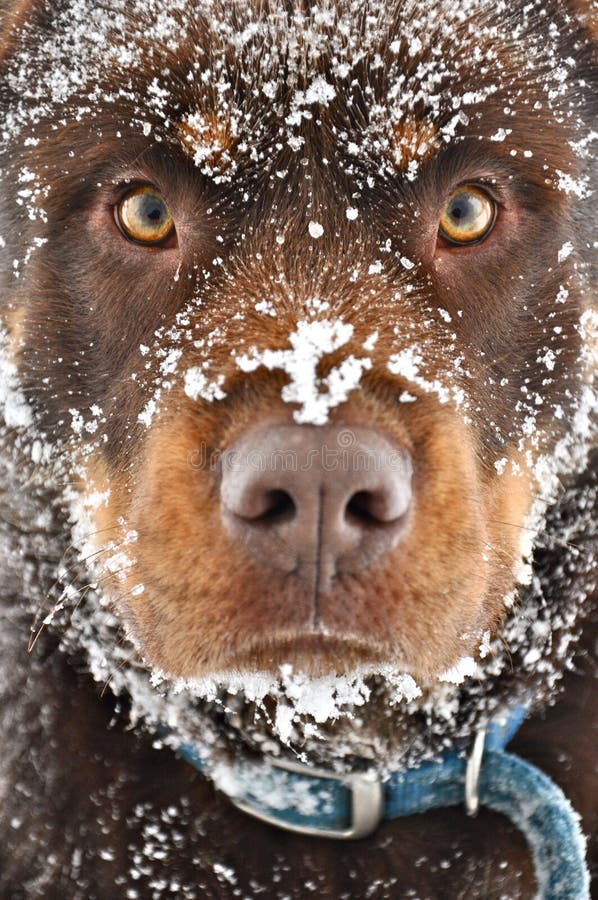 Close Up of Brown Dog Covered in Snow Stock Image - Image of covered ...