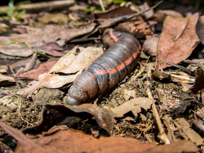 Closeup of a Large Brown Moth Caterpillar with a Red Li Stock Photo ...