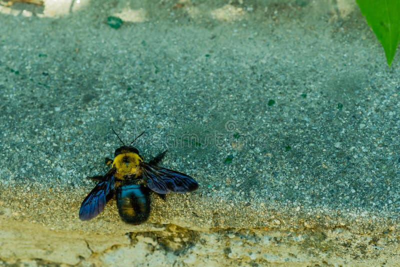 Closeup of Large Bumble Bee Stock Photo - Image of black, pollinator ...