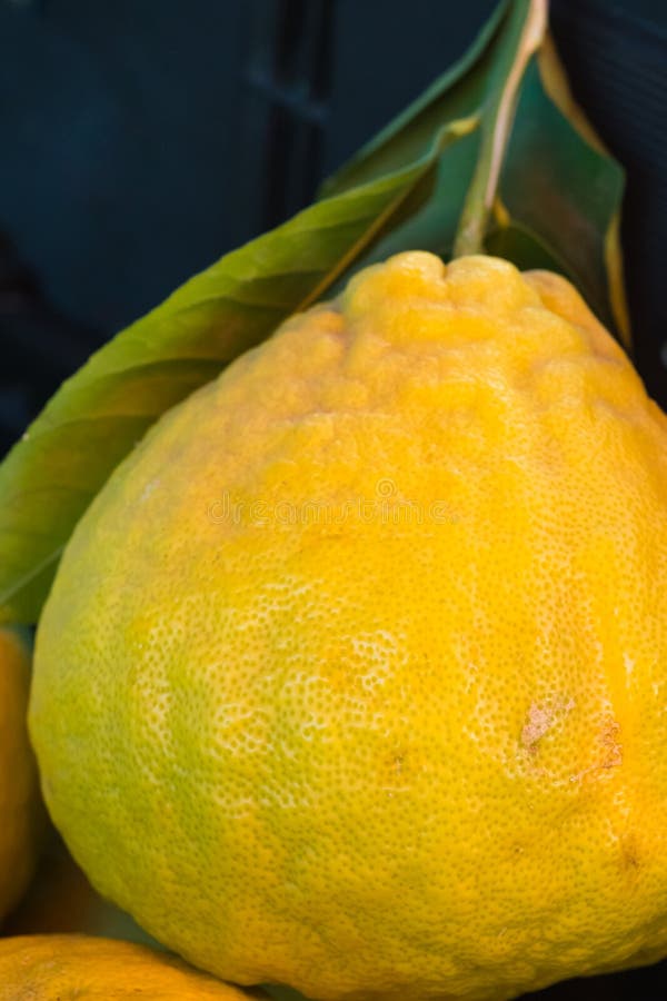 Closeup of Large Bumpy Lemon with Leaf Attached Stock Image - Image of ...