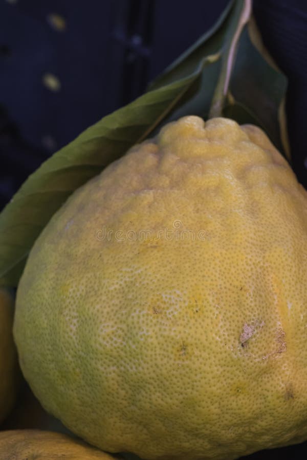 Closeup of Large Bumpy Lemon with Leaf Attached Stock Image - Image of ...