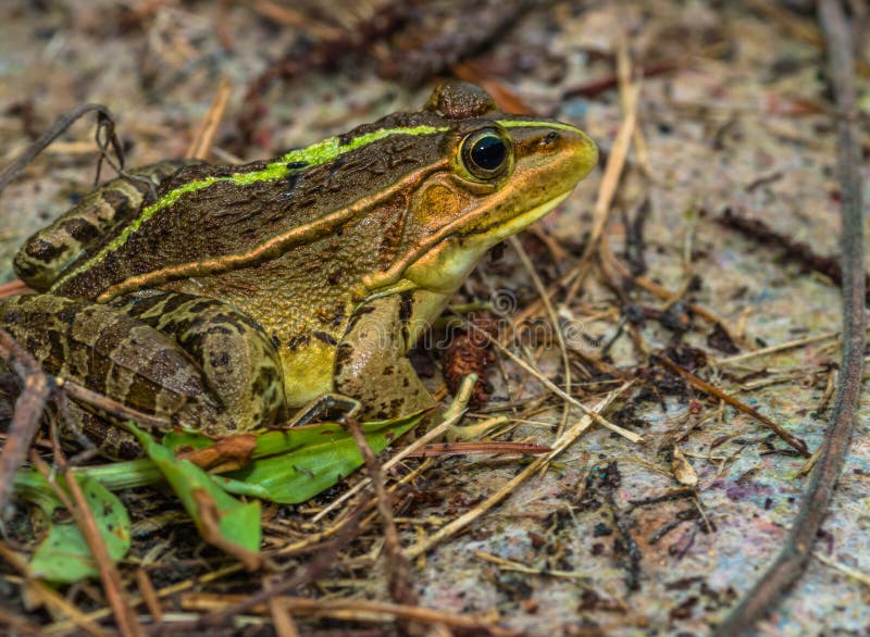 A large frog stock image. Image of brown, closeup, frog - 218633087