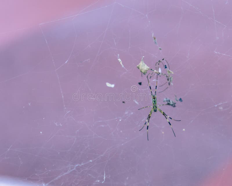 Closeup of a Large Garden Spider Stock Image - Image of green, outdoors ...