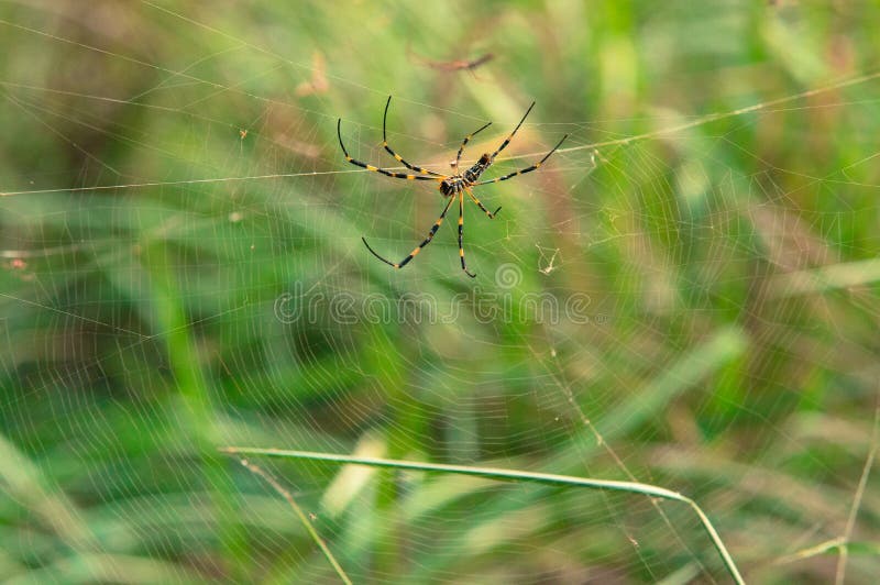 Closeup of a Large Garden Spider Stock Image - Image of macro ...
