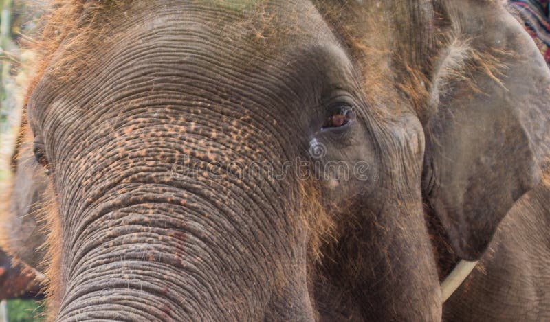 Closeup of Large Gray Elephant Stock Image - Image of close, africa ...