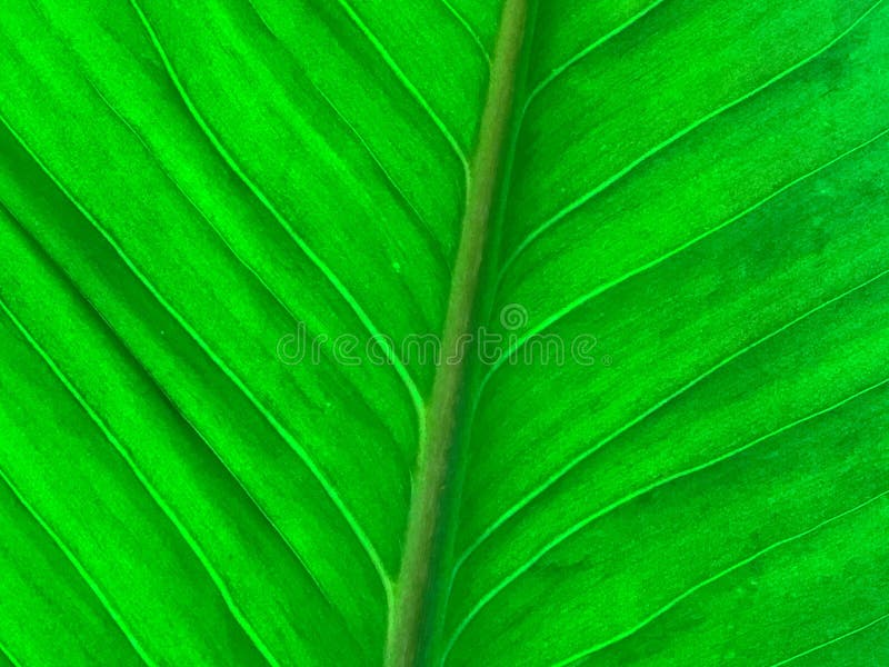 Closeup Large Green Leaf Branch with Texture Stock Photo - Image of ...