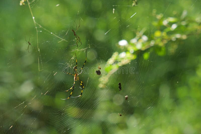 Juro Spider Stock Photos - Free & Royalty-Free Stock Photos from Dreamstime