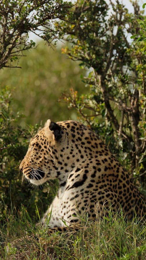 Closeup of a Large Leopard Lying in the Wild Stock Photo - Image of ...