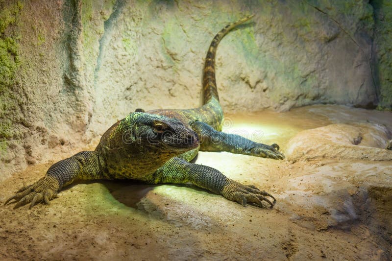 Closeup of a Large Lizard Resting Under a Light in a Cave Stock Image ...