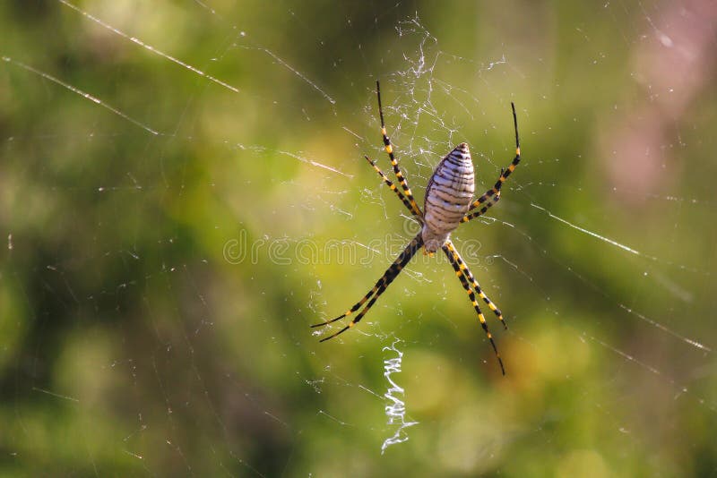 Closeup of a Large Spider in Its Web Expertly Weaving Its Way through ...