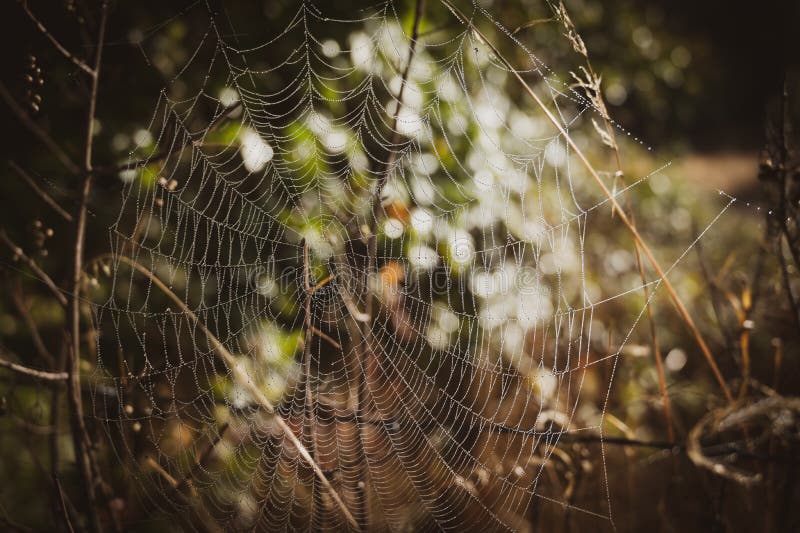 551 Spiderweb Corner Stock Photos - Free & Royalty-Free Stock Photos ...
