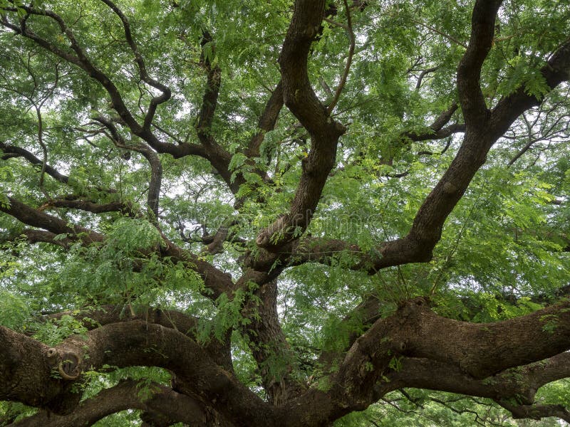 Closeup Giant Tree Leaf Branch Stock Photo - Image of freshness, leaf ...