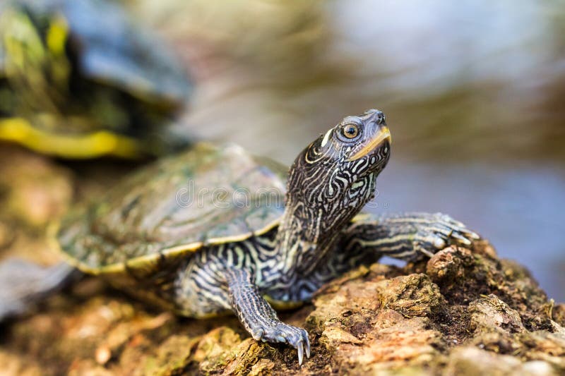 652 Climbing Turtle Stock Photos - Free & Royalty-Free Stock Photos ...