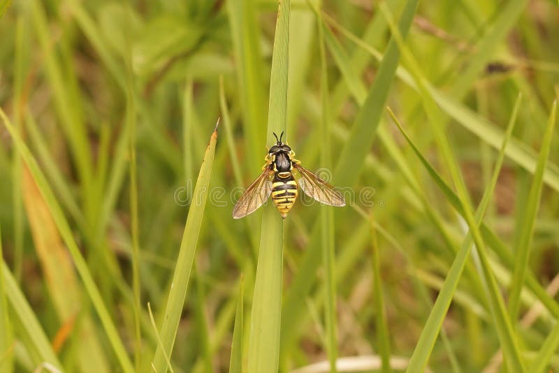 Closeup of a Large Wasp Hoverfly, Chrysotoxum Cautum, in a Grass Stock ...