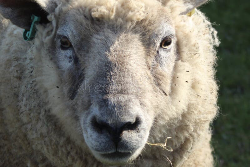 Closeup of a Large White Sheep Looking at the Camera Stock Photo ...